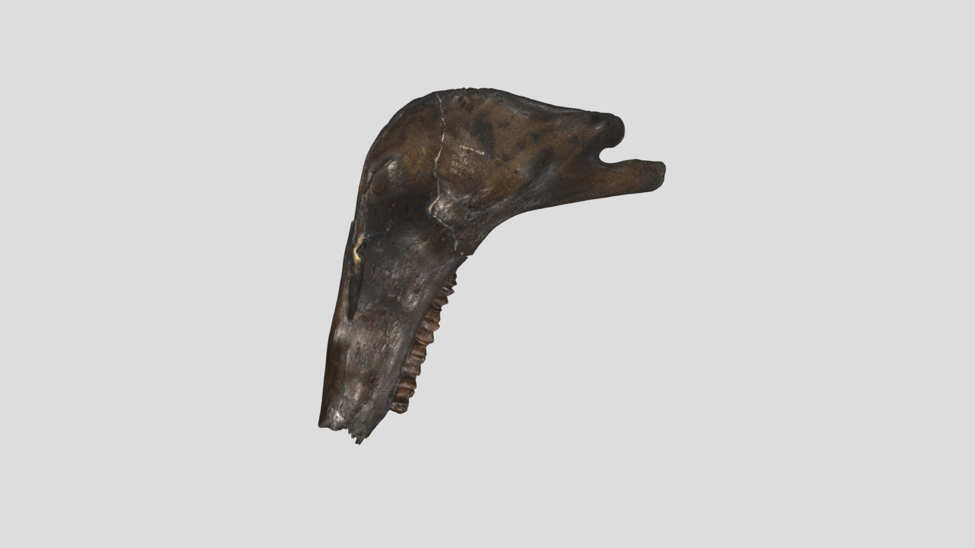 Fossil horse (Equus occidentalis) mandible - 3D model by Natural ...