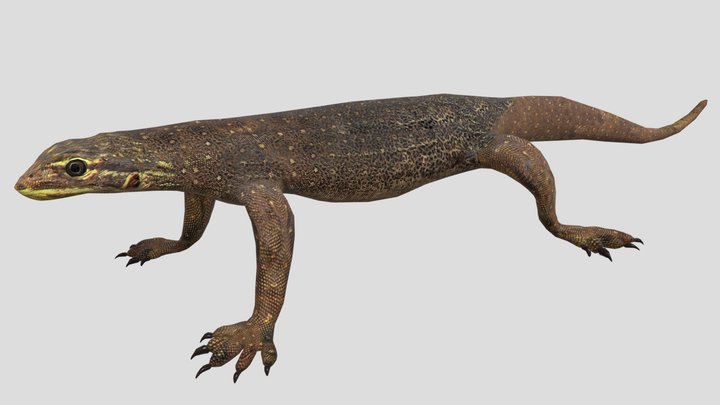 Varanus 3D models - Sketchfab