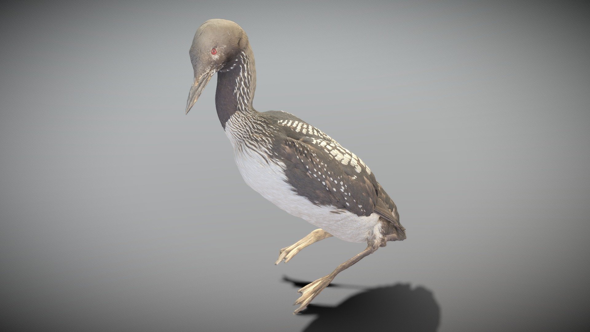 Common loon 08 - Buy Royalty Free 3D model by deep3dstudio [147a1b8 ...