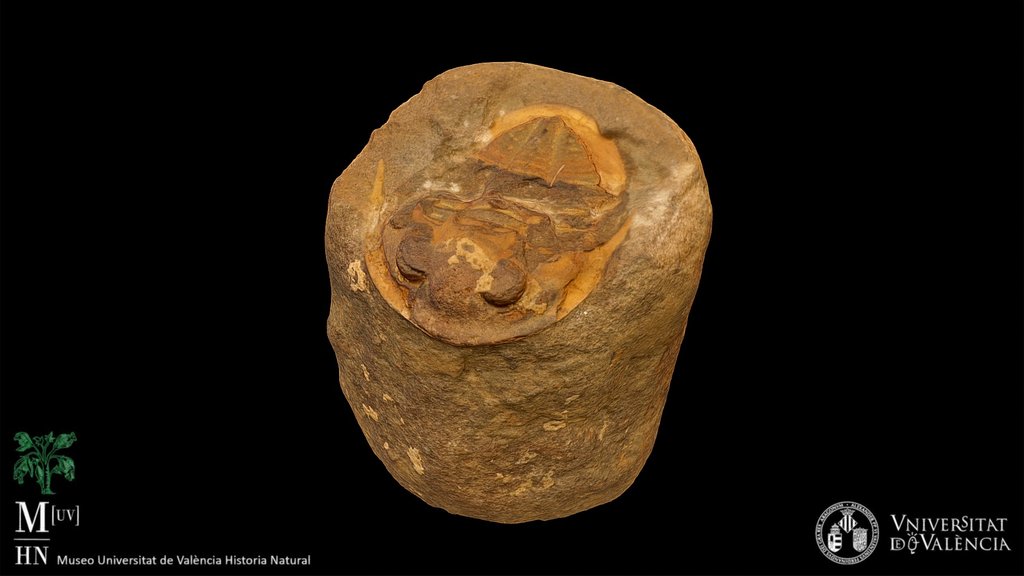 Fossil Arthropod Collection from the MUVHN - A 3D model collection by ...