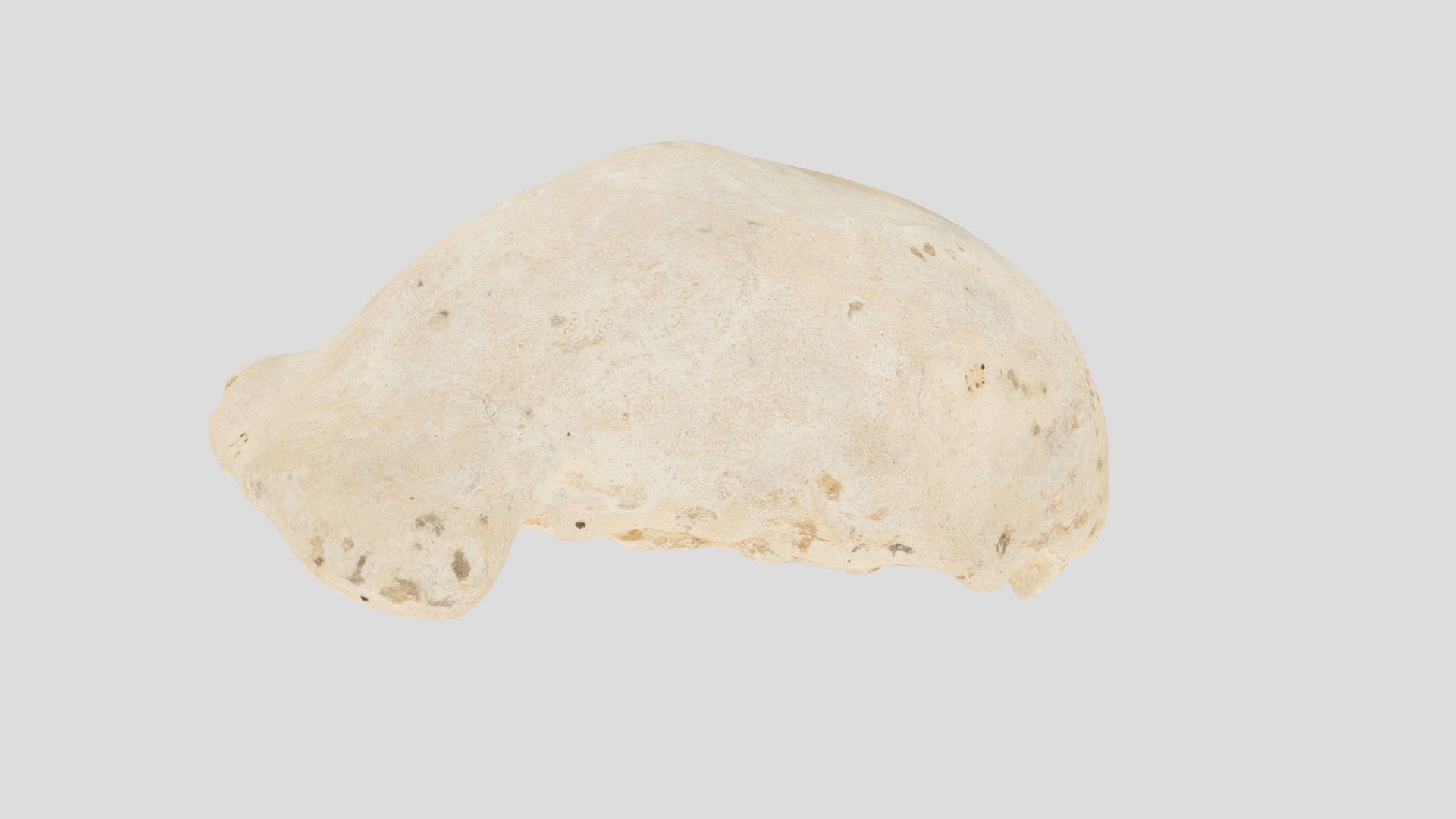 Homo erectus skullcap (plaster copy) - 3D model by SMA-UniGe [147dd5a ...