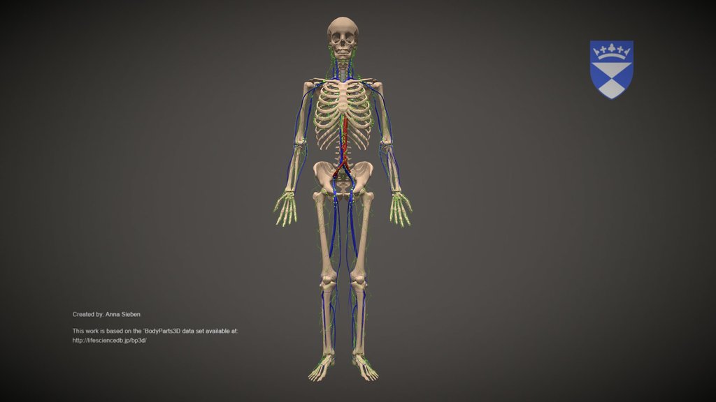 Lymphatic system - A 3D model collection by UoB_Anatomy - Sketchfab