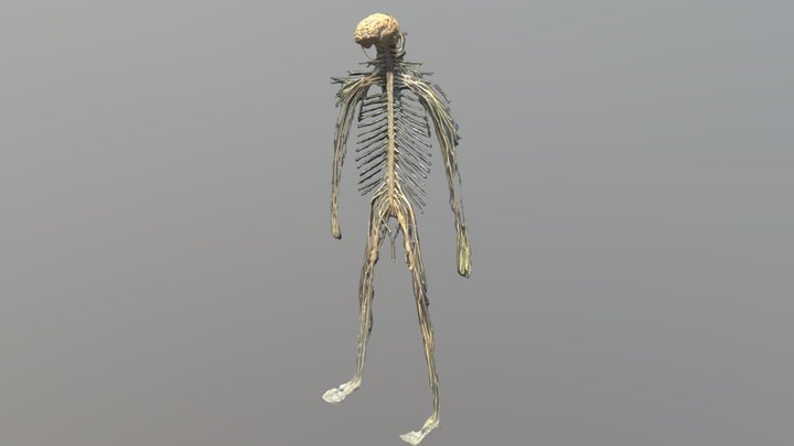 Nerf 3D models - Sketchfab