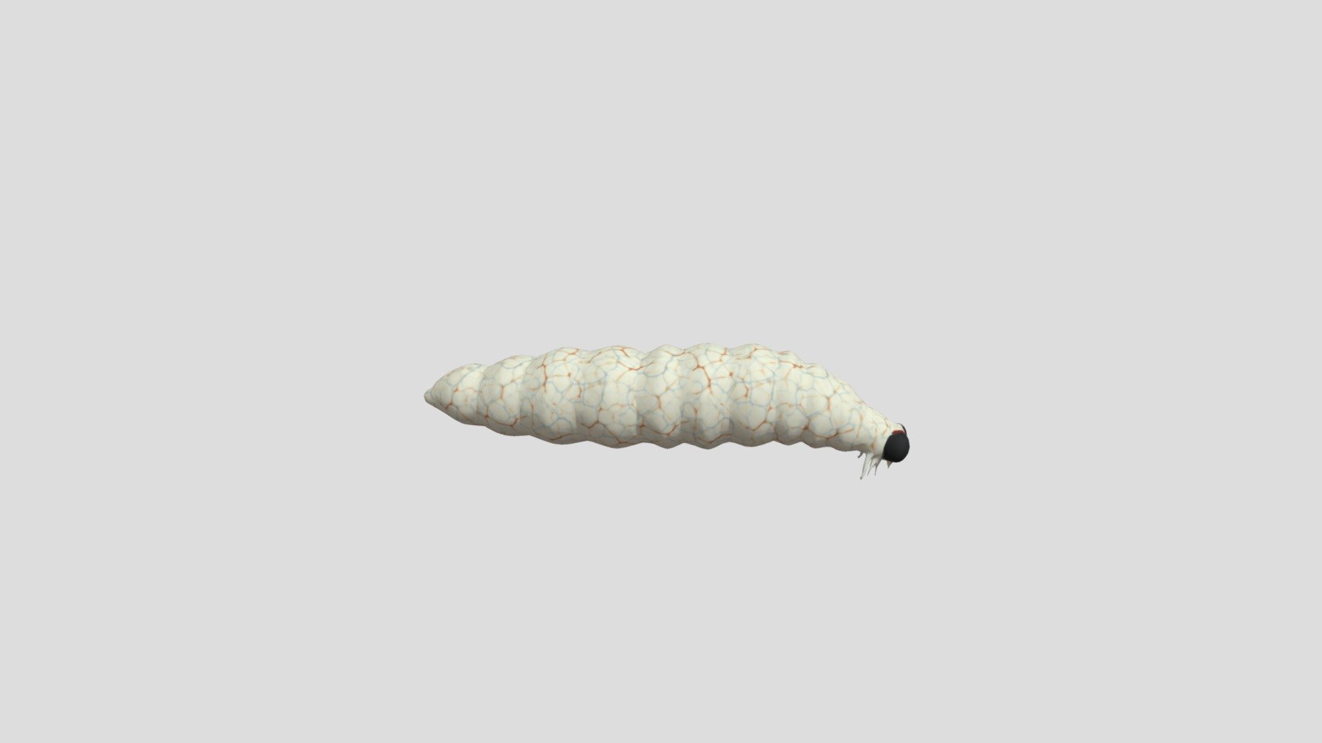 Larva - Download Free 3D model by malle87 [1487719] - Sketchfab