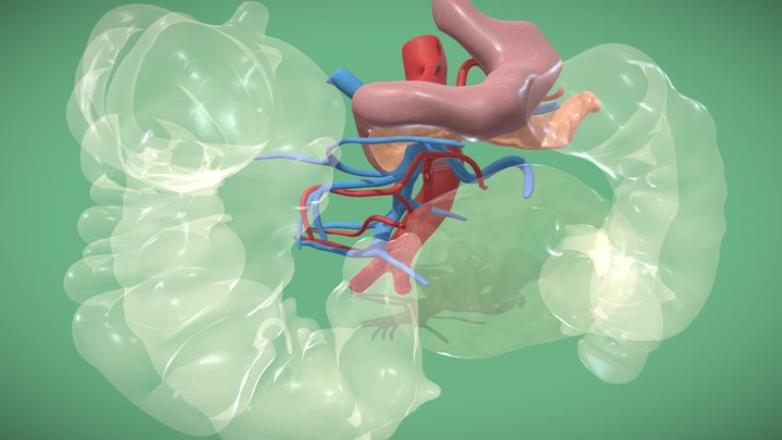 Colorectal 3D models - Sketchfab
