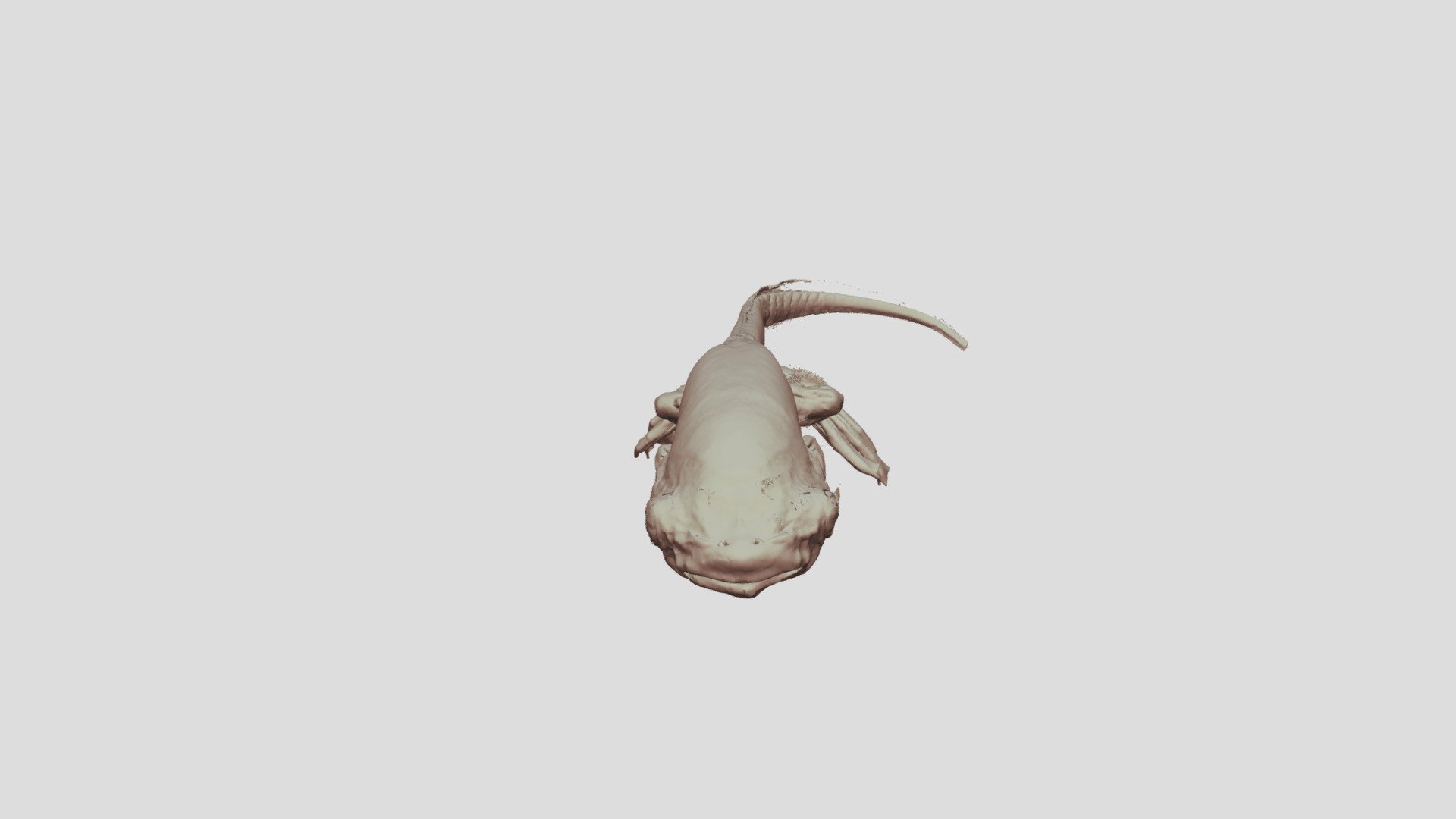 Developing Xenopus laevis (NF stage 62) - Download Free 3D model by ...