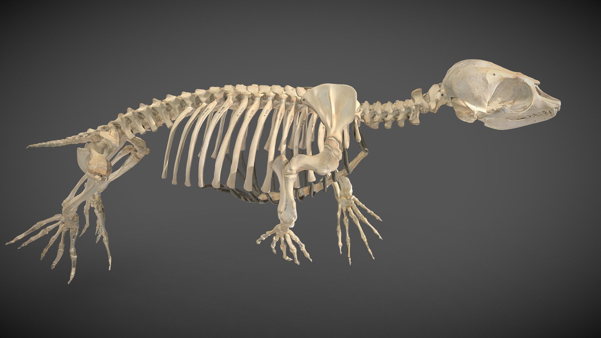 Squelette de phoque à capuchon - Download Free 3D model by Alienor.org, Conseil des musées ...