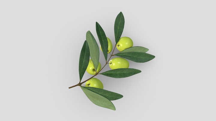 Olive 3D models - Sketchfab