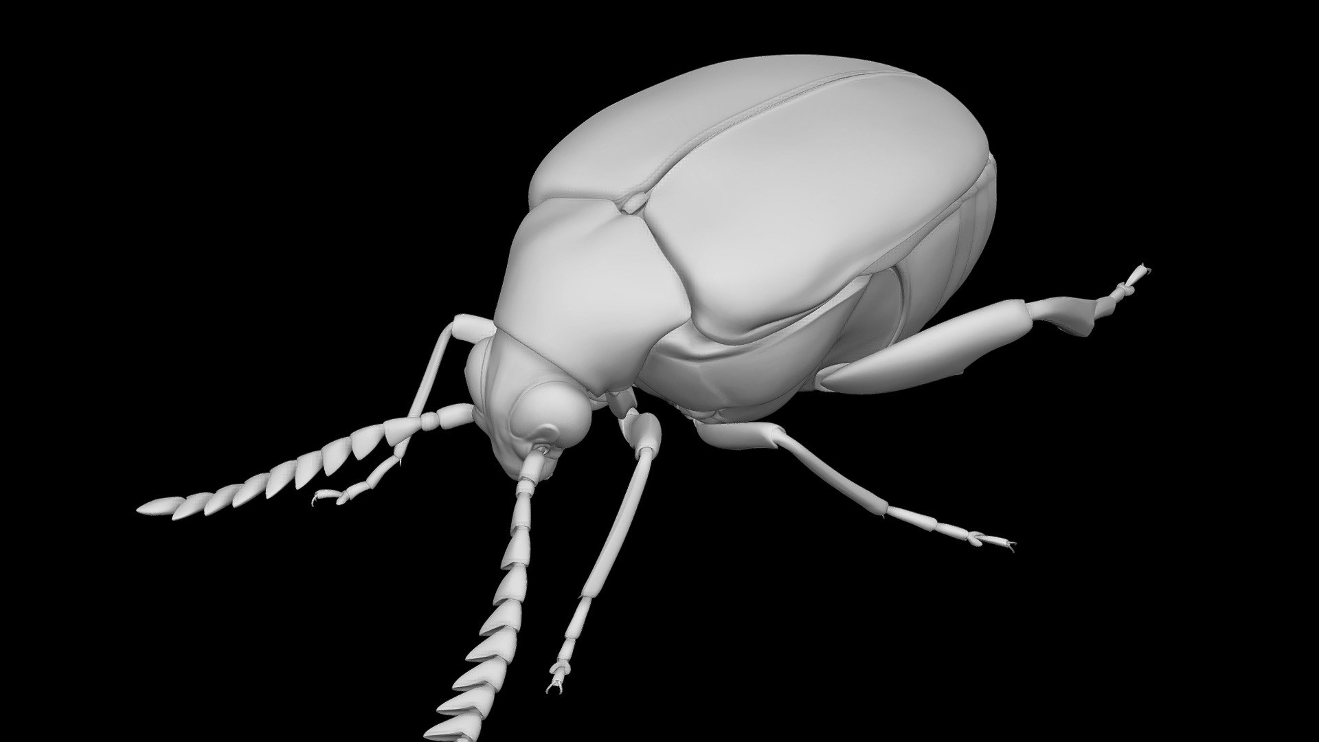Callosobruchus Chinensis - Download Free 3D model by tunosemi [14a2fac ...