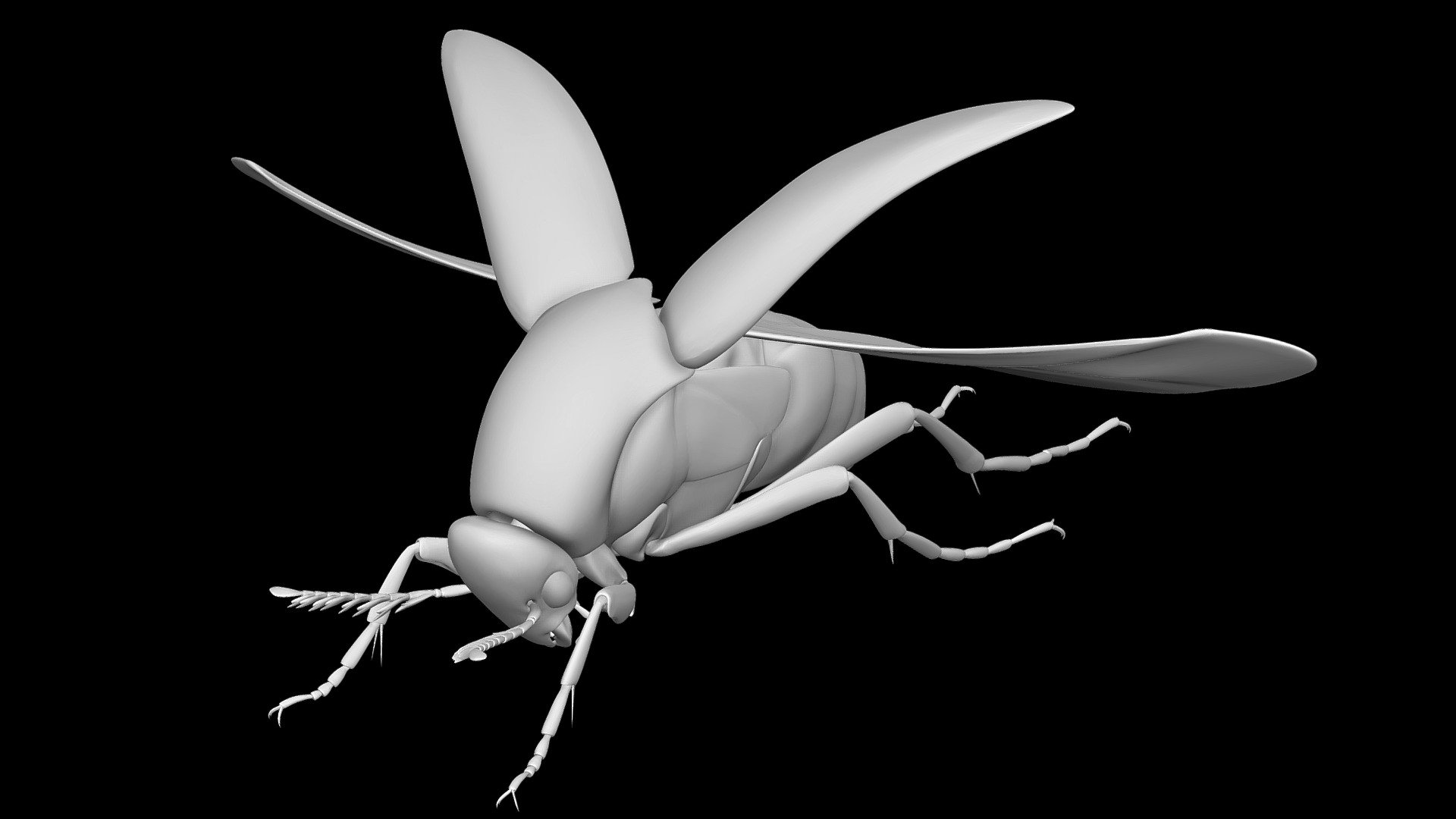 Mordellidae - Download Free 3D model by tunosemi [14a3809] - Sketchfab