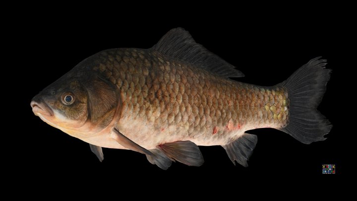 Carassius 3D models - Sketchfab