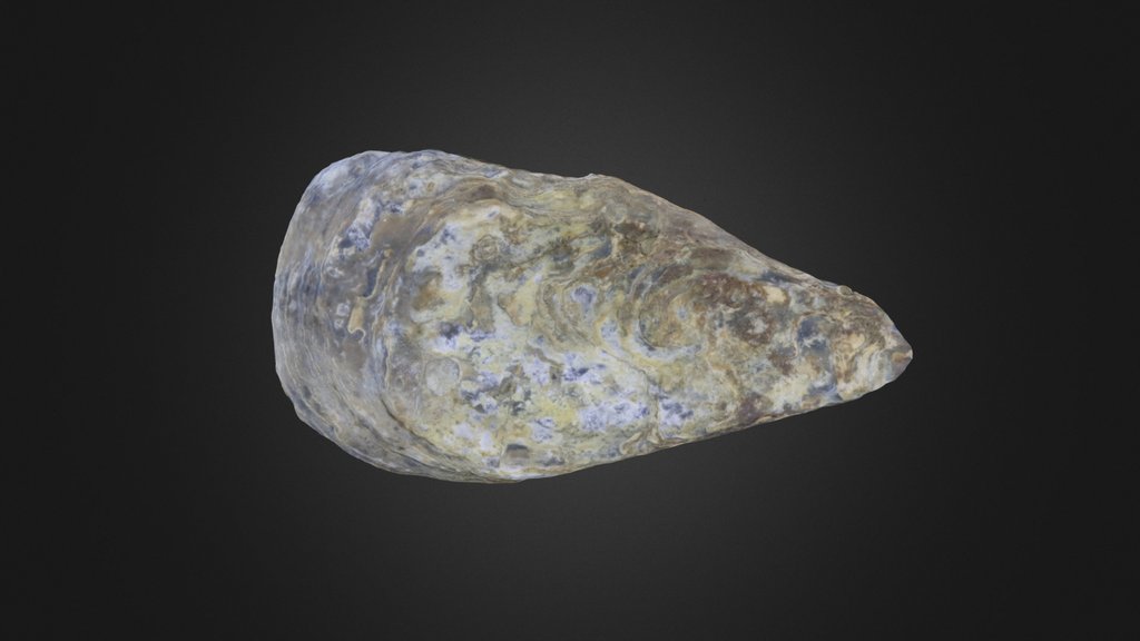 Bivalves - A 3D model collection by Digital Atlas of Ancient Life ...