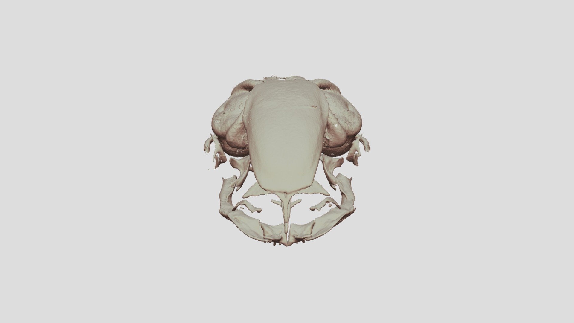 Skull of Xenopus laevis (NF stage 66) - Download Free 3D model by ...
