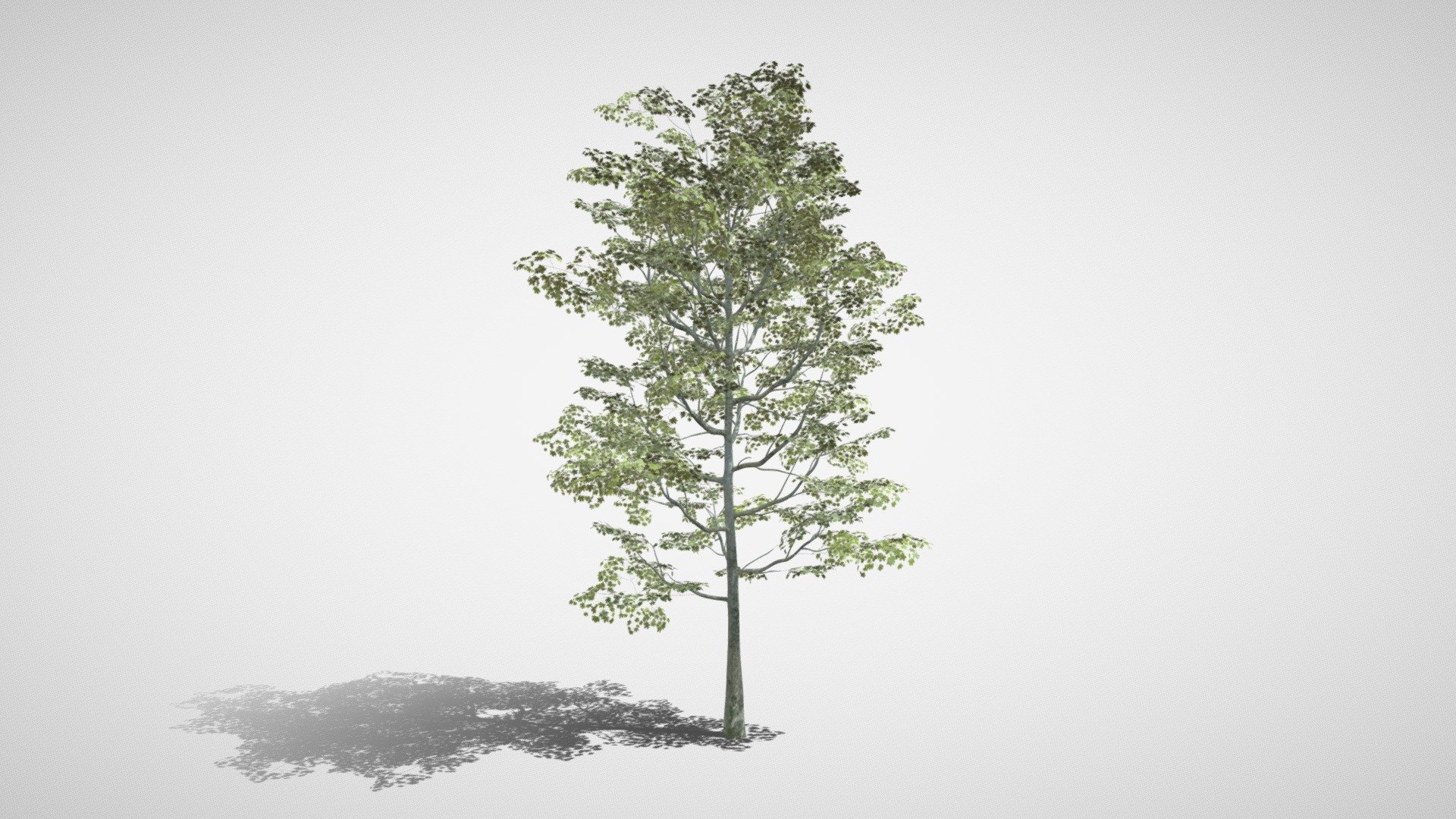 Acer 08 - 3D model by djkorg [14b038d] - Sketchfab