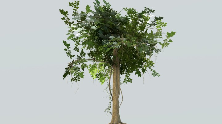 Speedtree 3D models - Sketchfab