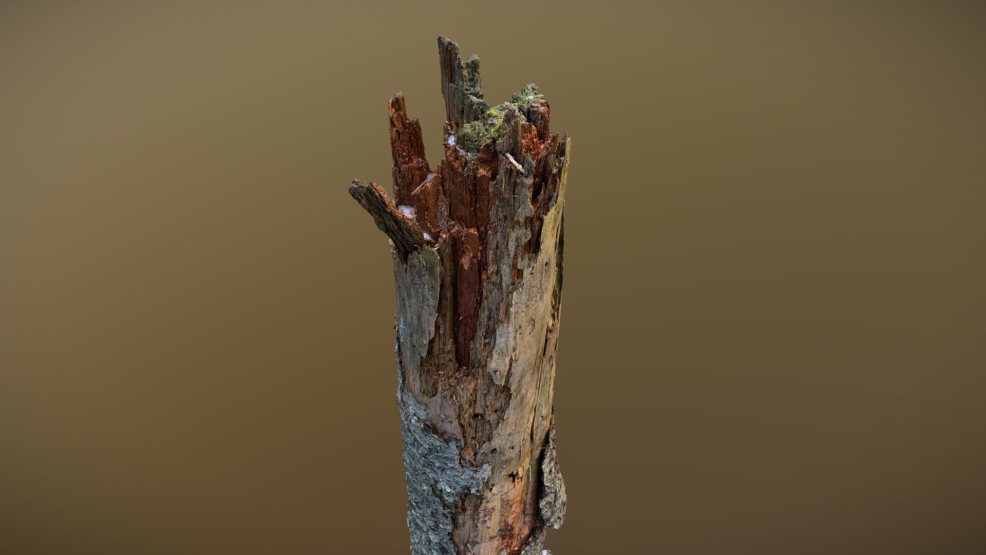 broken pine tree - 3D model by keurulan (@qeurul) [14b94f0] - Sketchfab