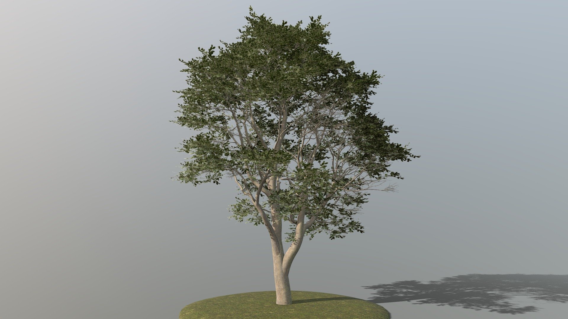 Beech Tree - Buy Royalty Free 3D model by Studio Lab (@studiolab.dev) [14baf51] - Sketchfab Store