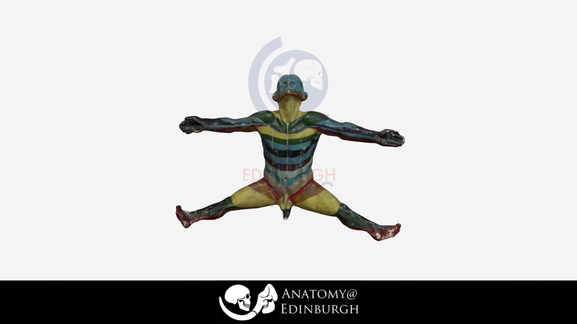 Dermatome Man - Original - 3D model by UoEATLAS [14c5f92] - Sketchfab