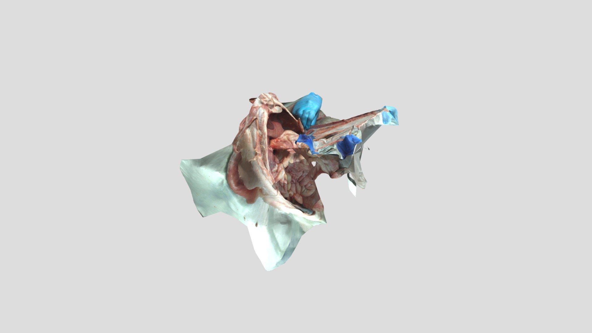 Omentum - 3D model by atlomy [14c82db] - Sketchfab