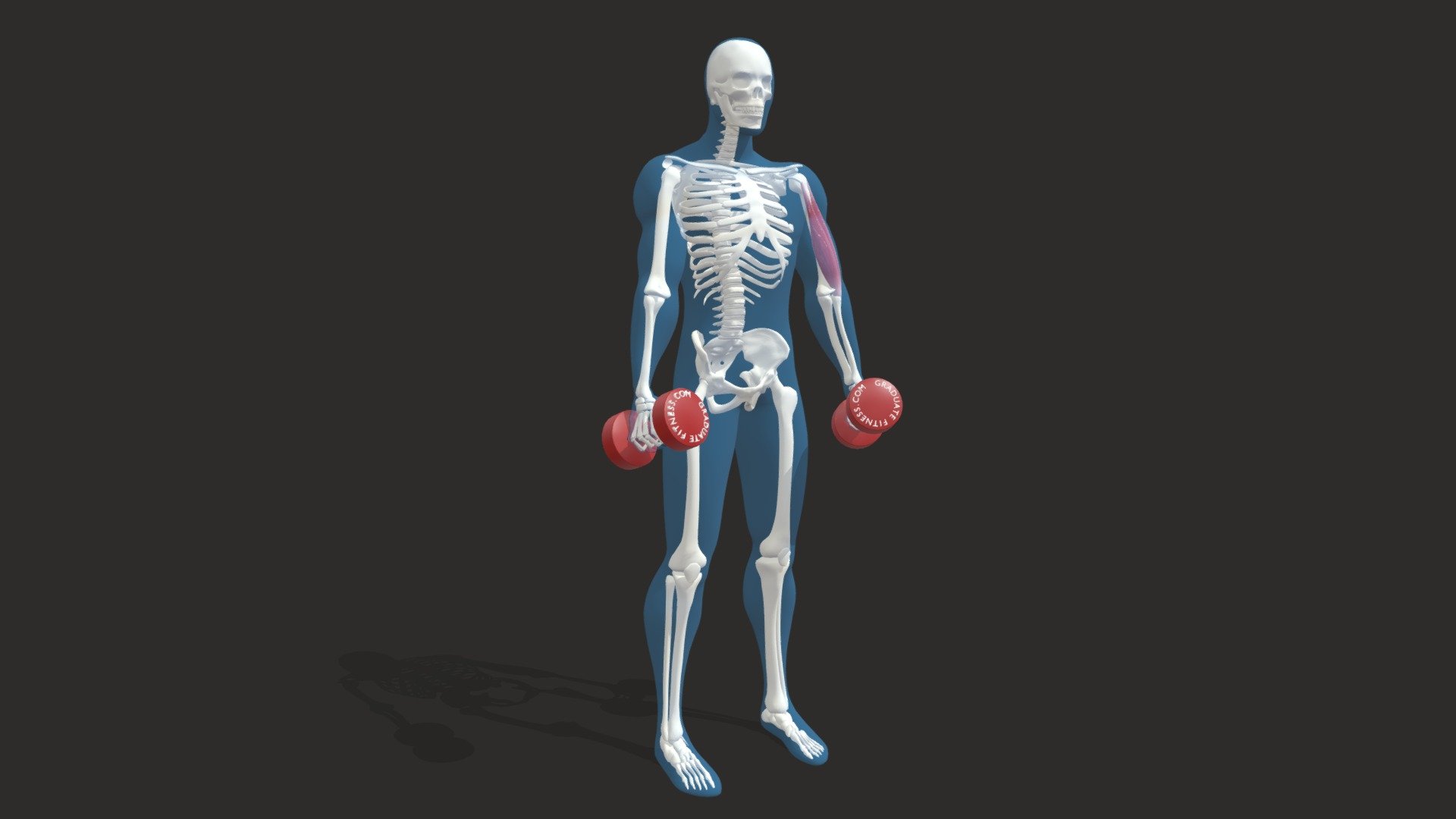 The Alternating Dumbbell Hammer Curls - 3D model by Michael Shortall ...