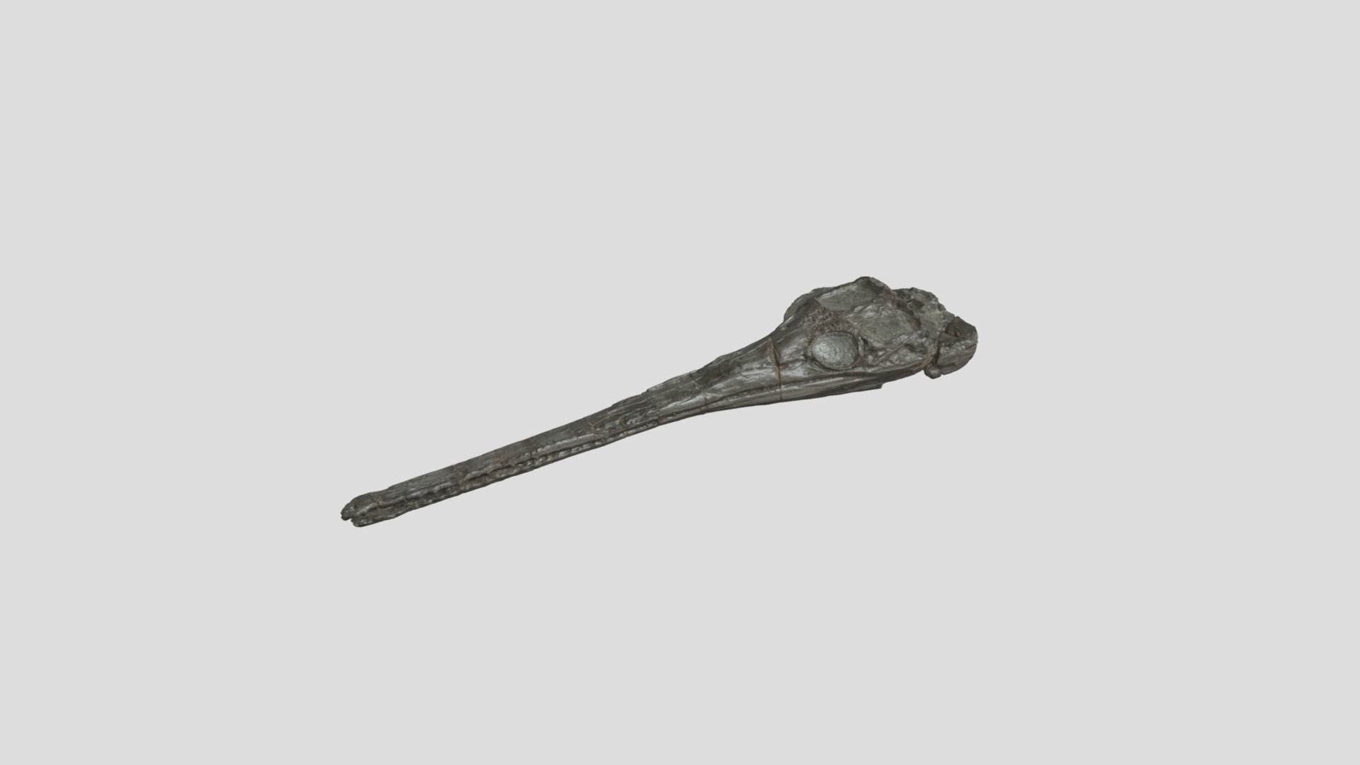 [1434] GSM 85783 Teleosaurus Crocodile 950K Obj - 3D model by 3d ...