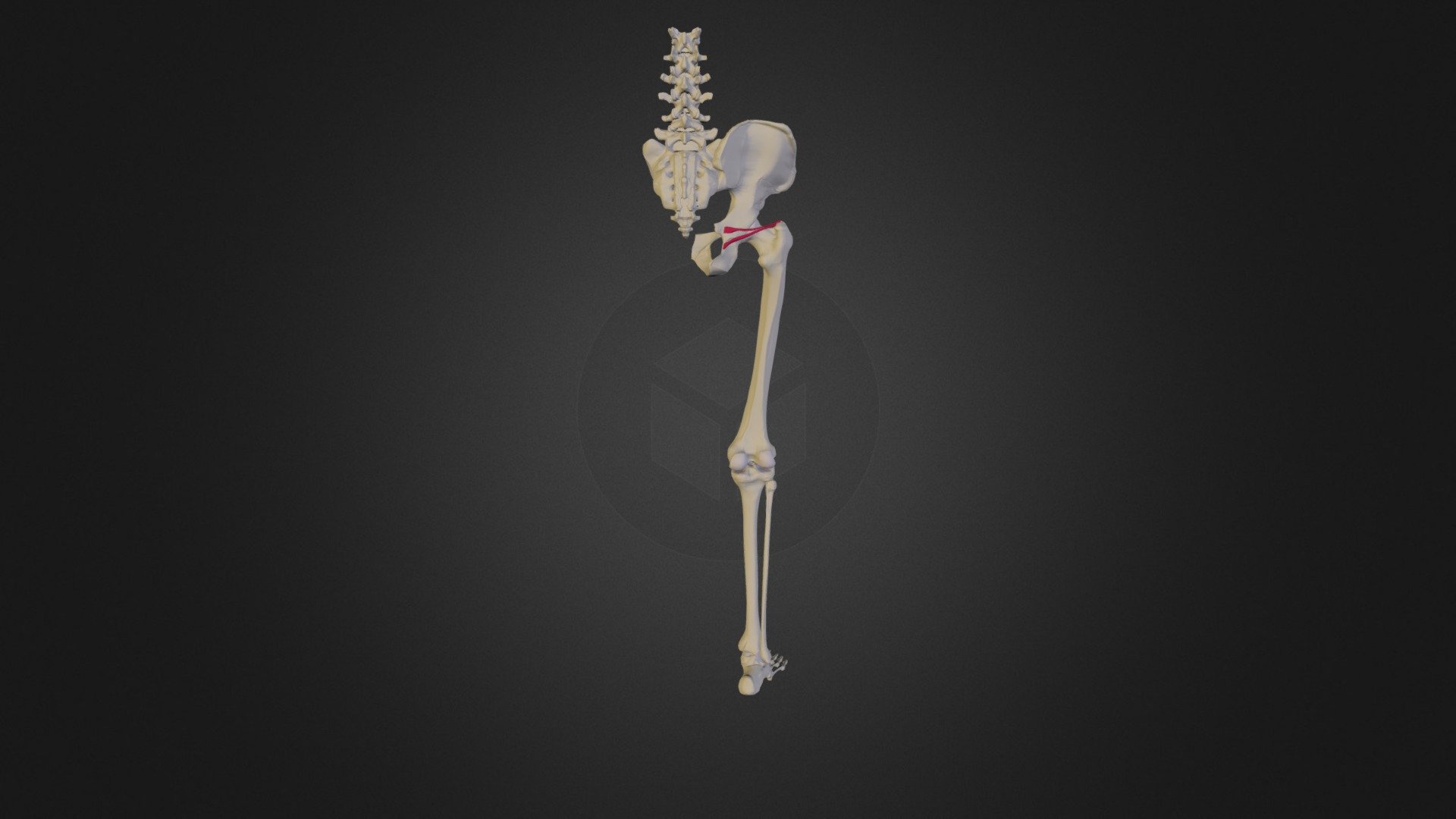 Gemelli Superior And Inferior Human Anatomy - 3D model by Medical ...