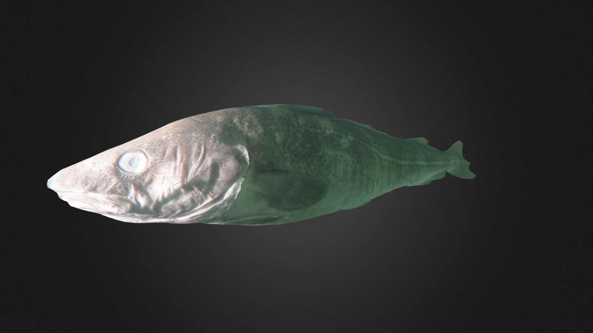 Cod - 3D model by Amy Scott-Murray (@amyscottmurray) [14db478] - Sketchfab