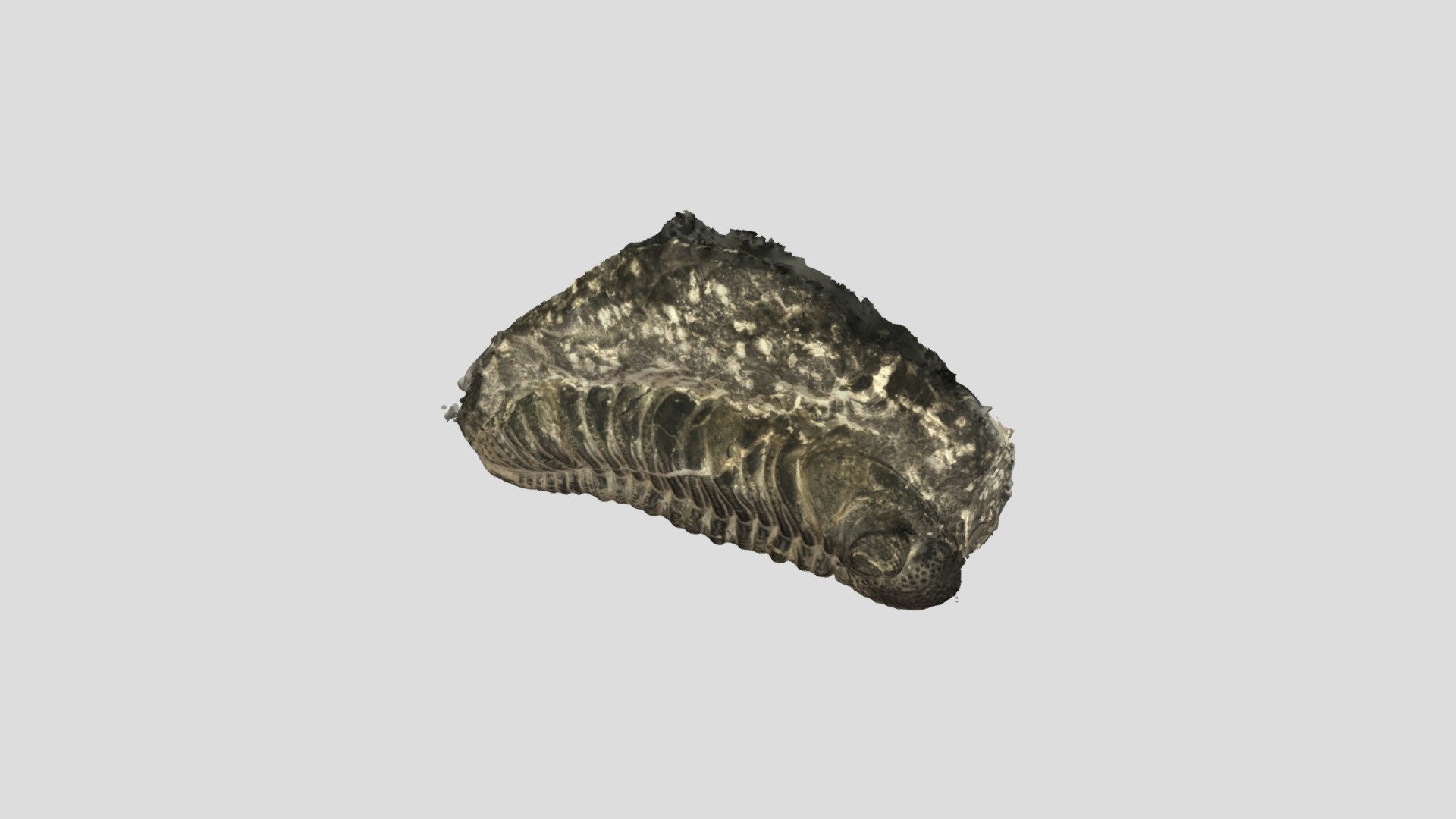 GEOL110 - Trilobite reference model - Download Free 3D model by Cjoneal ...