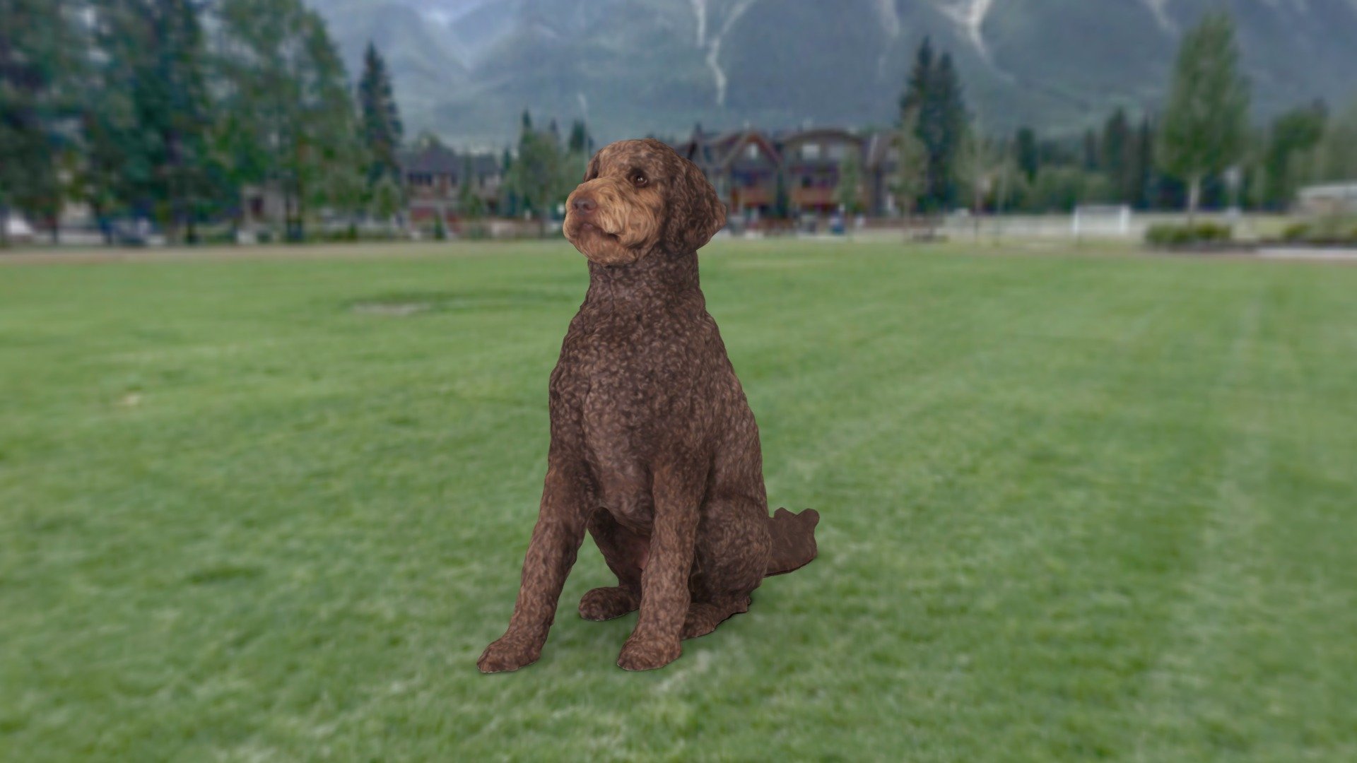 201202 Kobe - Australian Labradoodle - 3D model by GravityB [14e720d ...