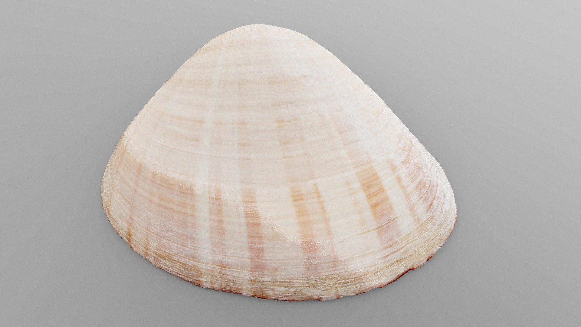 Tellin Sea Shell - Buy Royalty Free 3D model by Drakery [14f323a ...