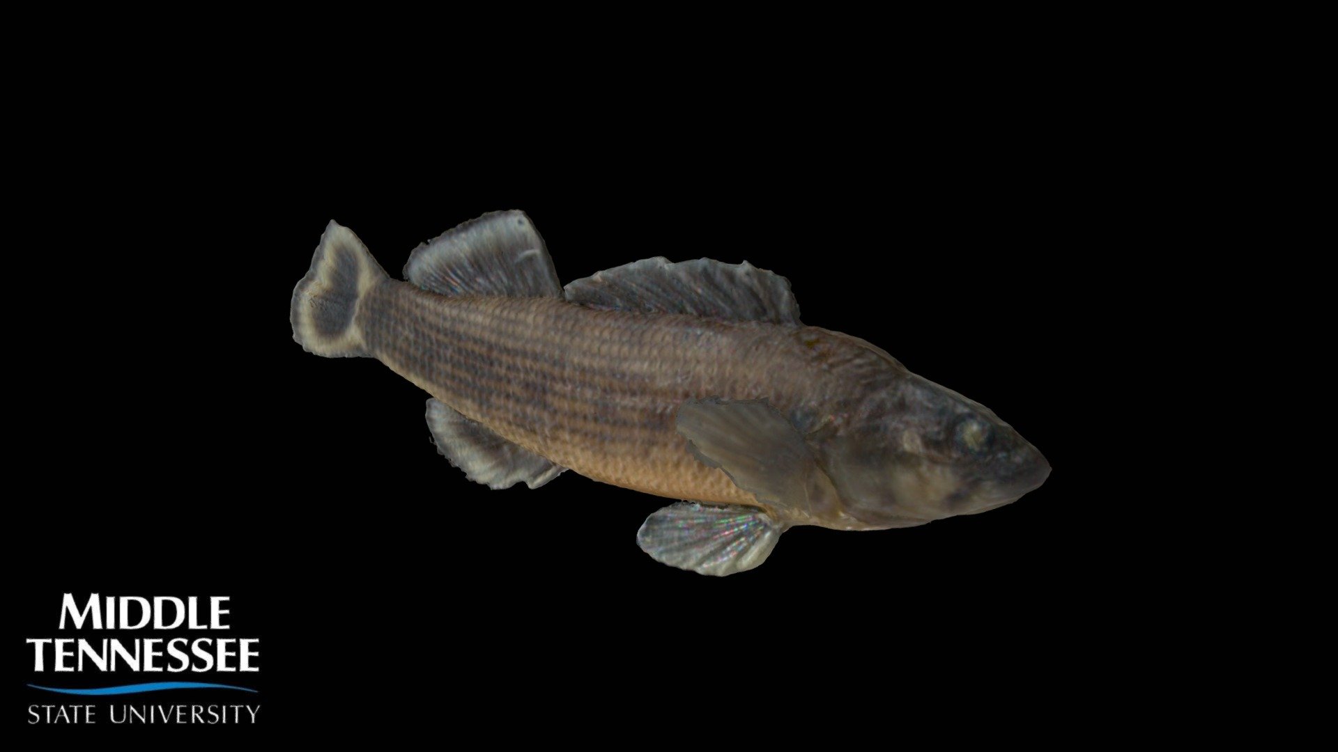 Redline Darter - Nothonotus rufilineatus - Download Free 3D model by ...