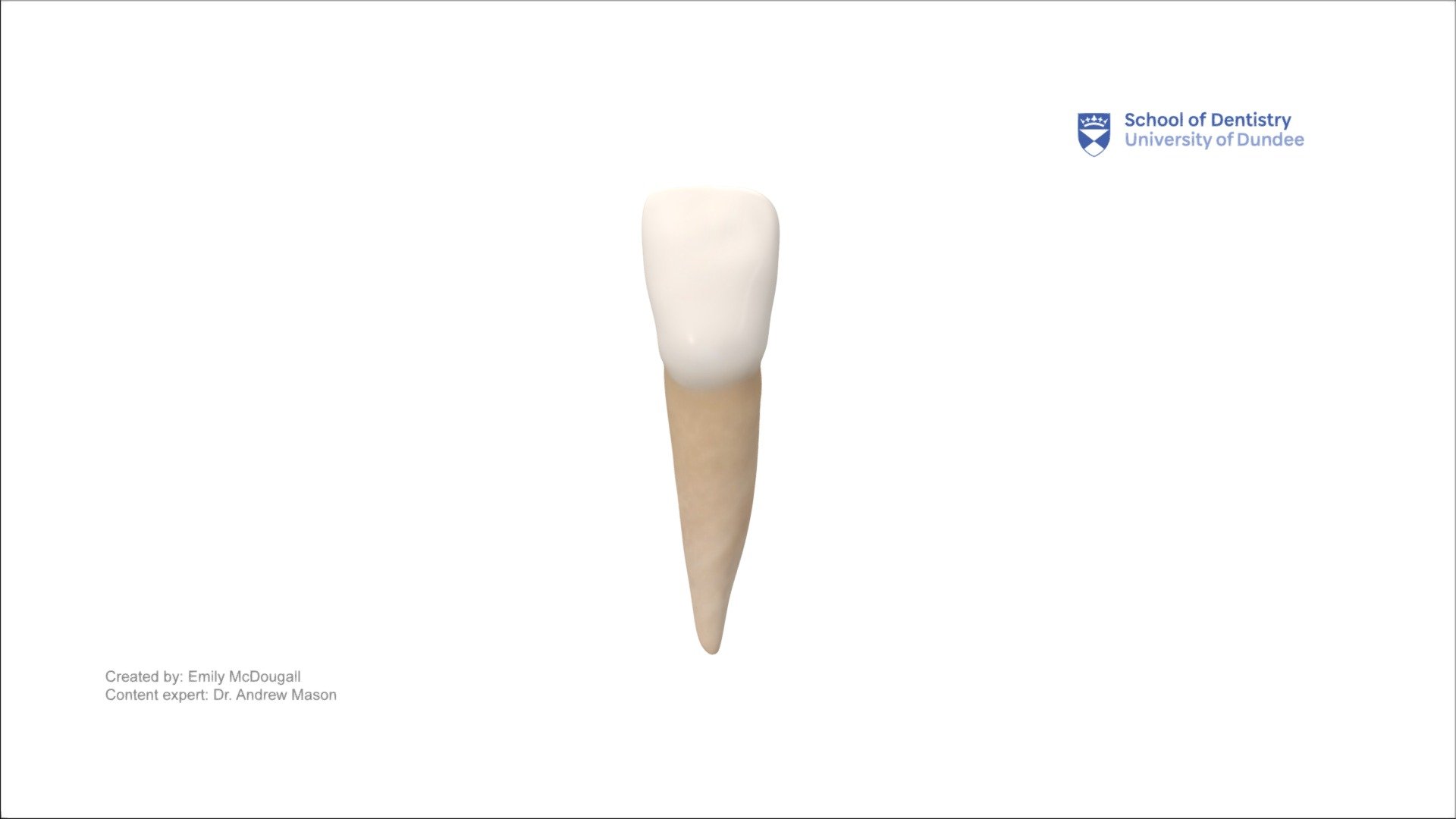 Primary lower left central incisor (FDI 71) - Download Free 3D model by ...