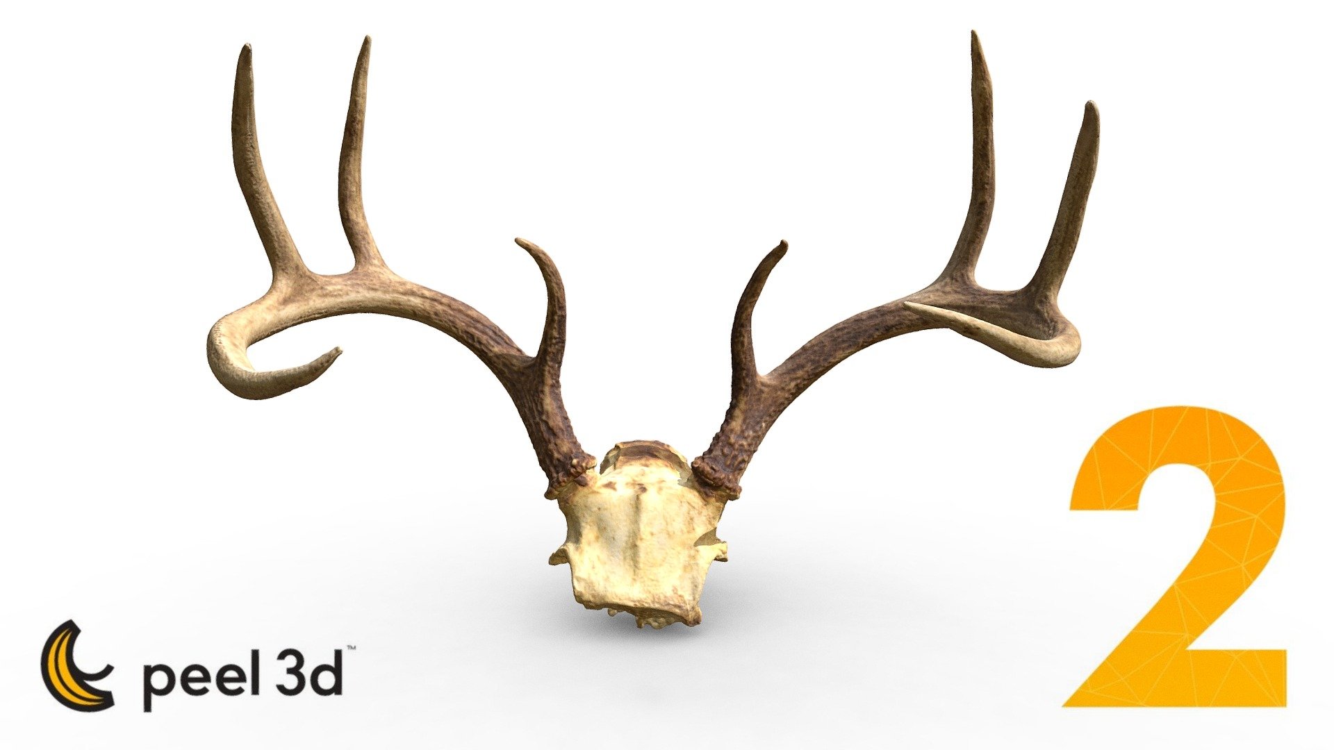 Deer antlers scanned with peel 2 - 3D model by peel-3d.com [14f8d9b ...