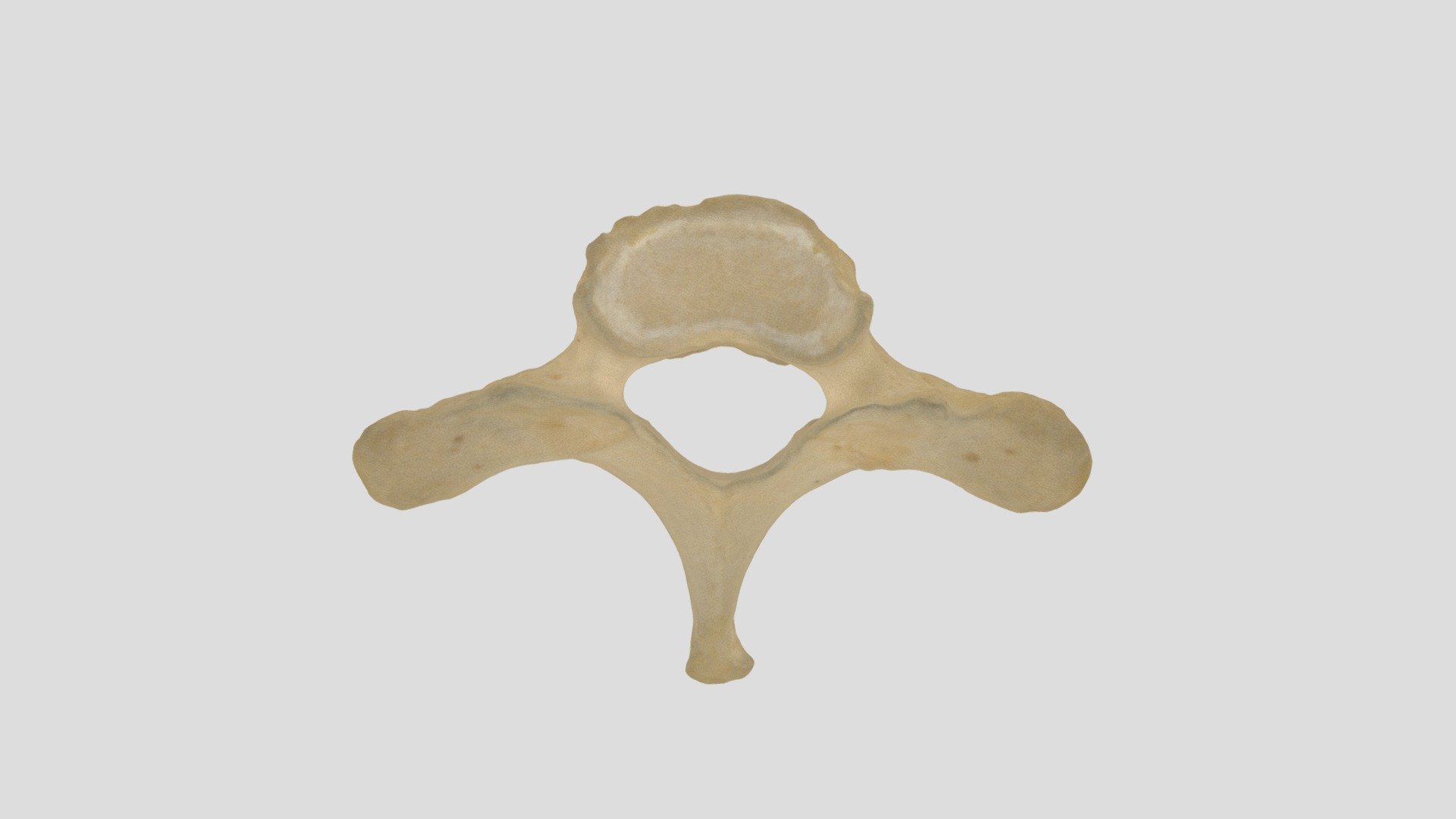 TH1 (Wholes Spine 15) - 3D model by 3dOsteologyUCLA [1502e1f] - Sketchfab