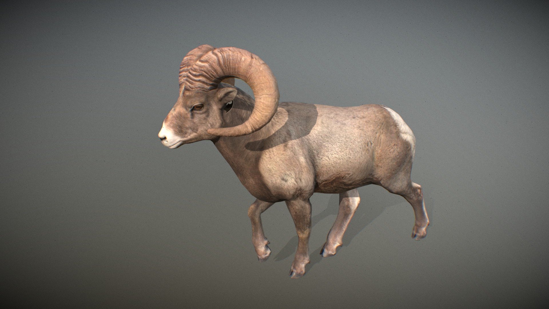 Animalia - Bighorn Sheep (male) - 3D model by GiM (@GamesInMotion ...