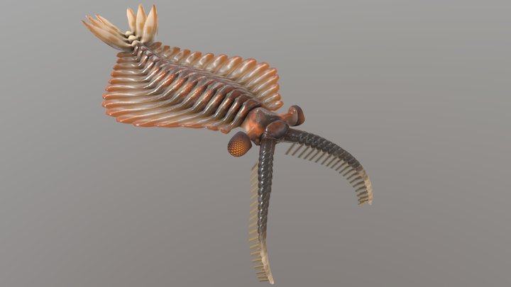 Radiodonta 3D models - Sketchfab