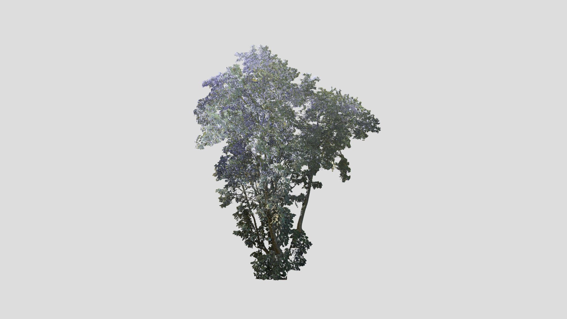 Tree Point Cloud - Buy Royalty Free 3D model by magnum_opus (@tree ...