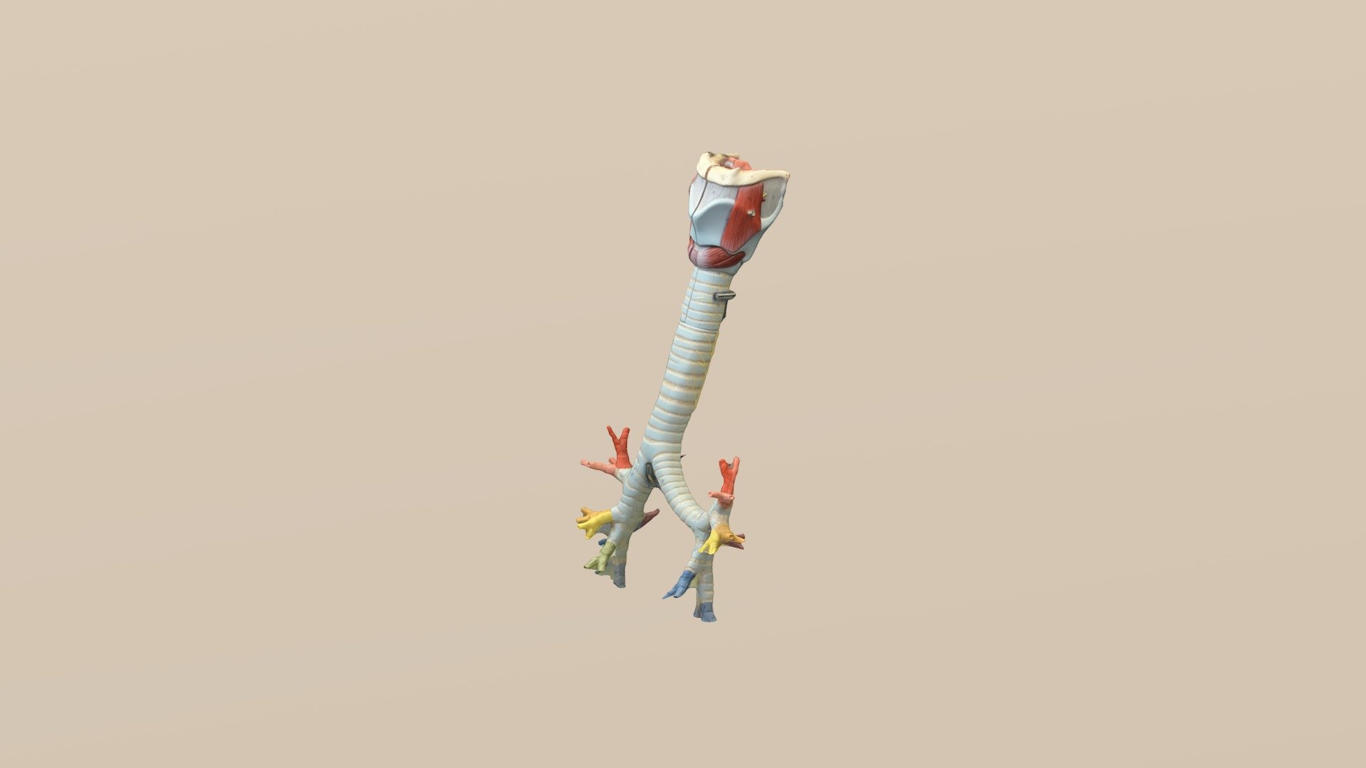 The trachea - 3D model by eh551 [150ef57] - Sketchfab