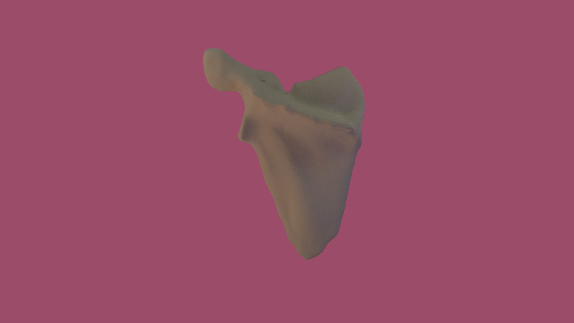 Scapula - 3D model by mattmedvis [1511522] - Sketchfab