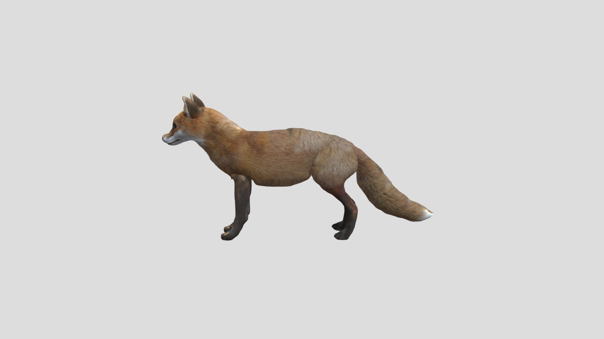 Fox - 3D model by rosser12345678910 [151545e] - Sketchfab