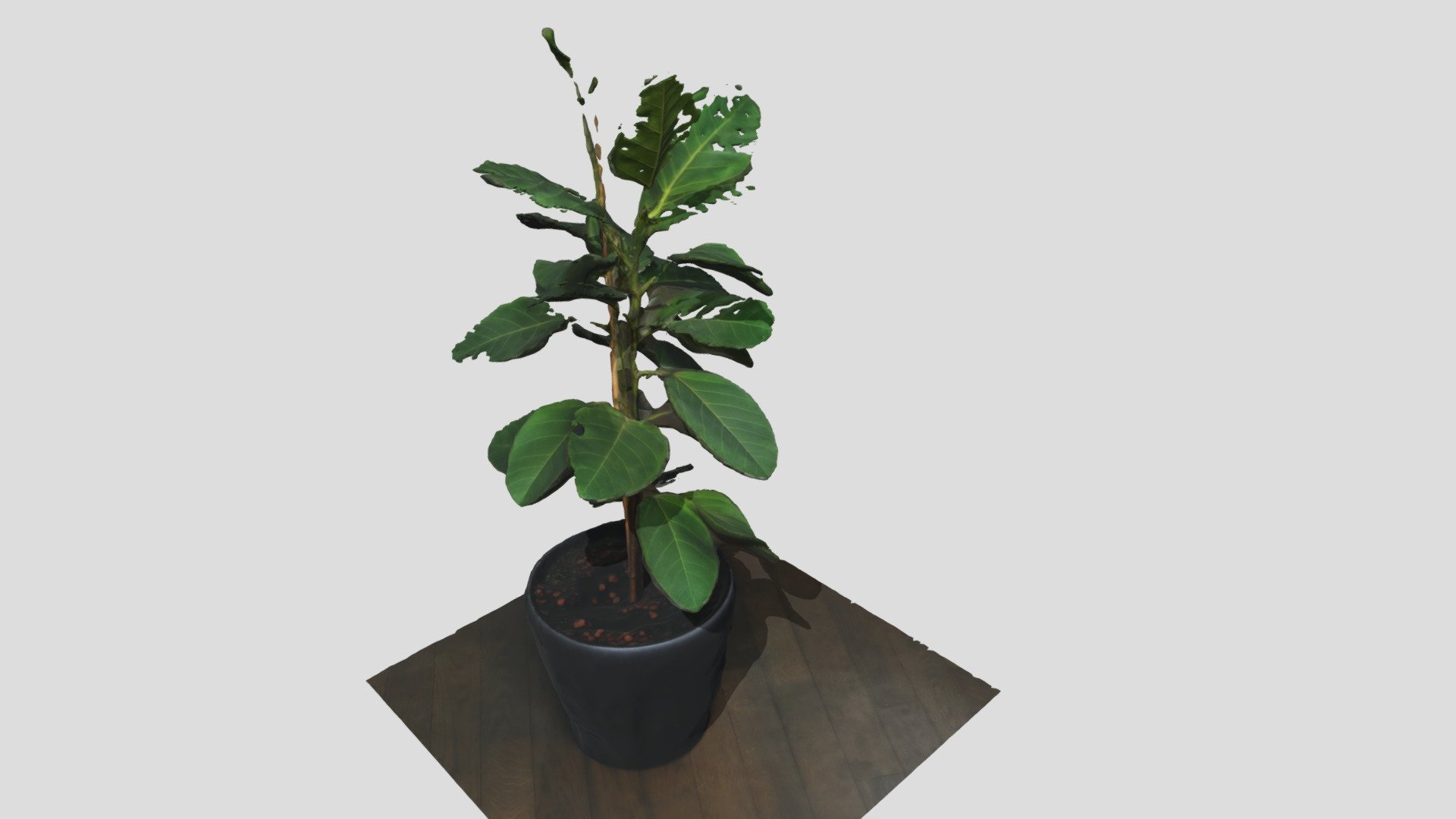 Plant - 3D model by Accademia Aldo Galli (@AAG_Como) [1516aa1] - Sketchfab