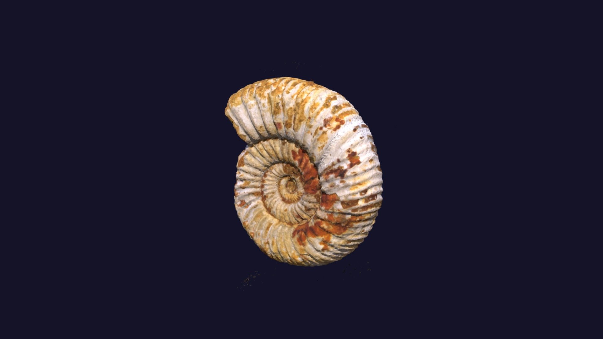 Ammonite Model - 3D model by andersundell [151722a] - Sketchfab