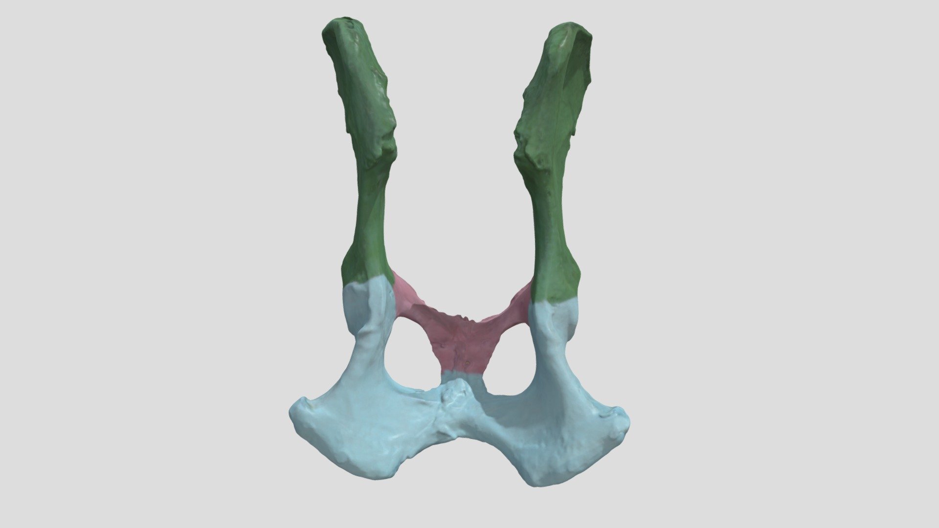 Os coxae (dog) - 3D model by University of Sarajevo - Veterinary ...