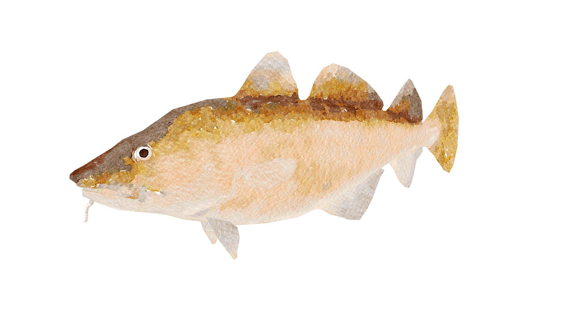 Atlantic Cod illustration - 3D model by josluat91 [1526fb0] - Sketchfab