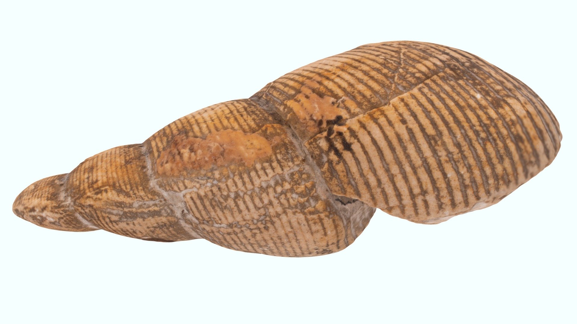 Moulage interne de gastéropode fossile - Download Free 3D model by ...