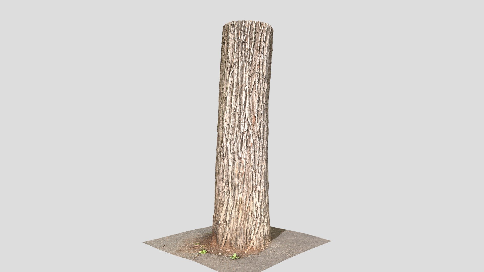 Tree section 2 - 3D model by olefunhammer [1537a0c] - Sketchfab