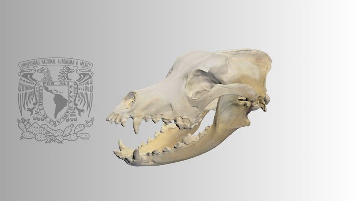 Veterinary 3D models - Sketchfab