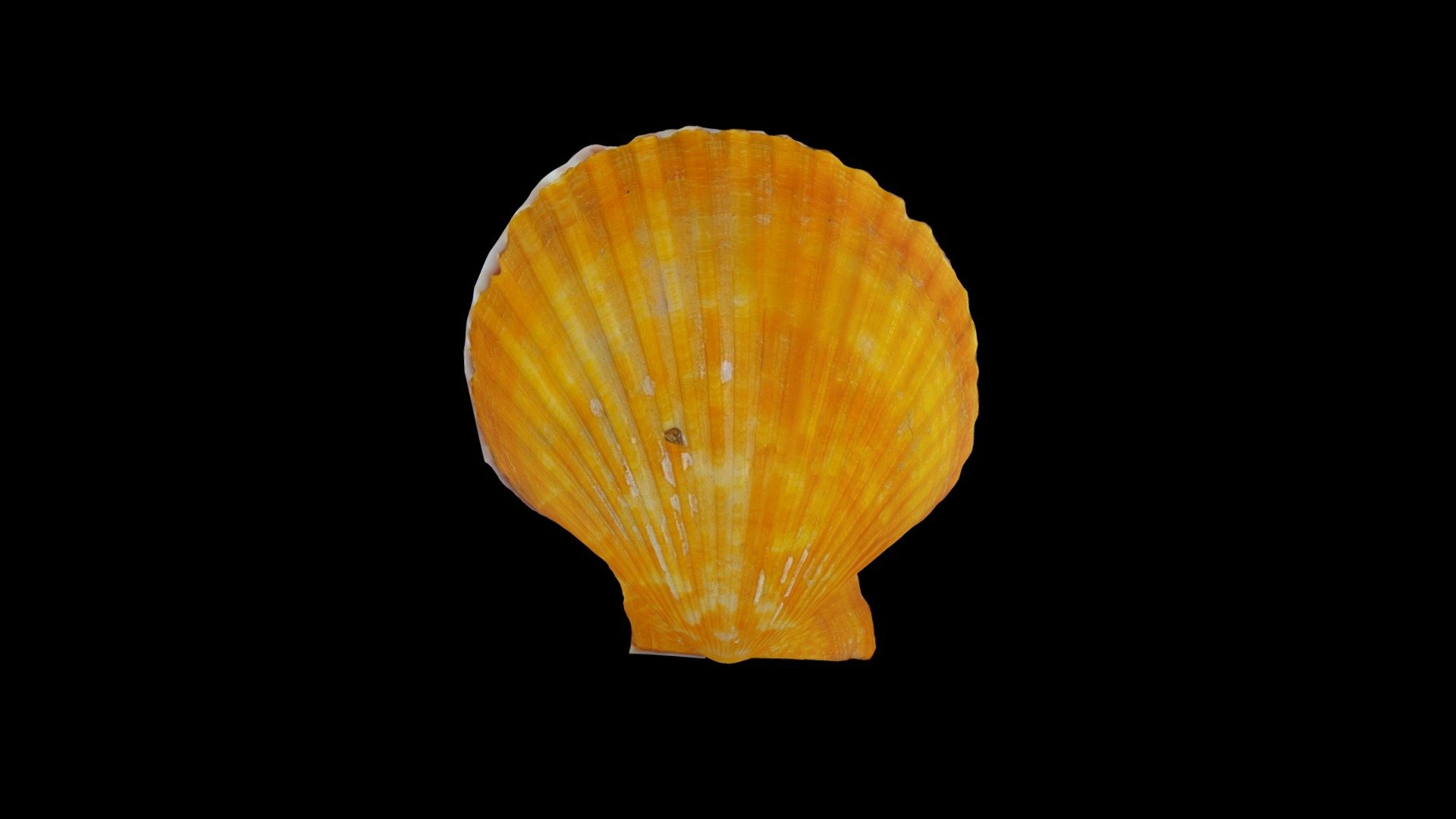Aequipecten opercularis - Download Free 3D model by latedcapuerj ...