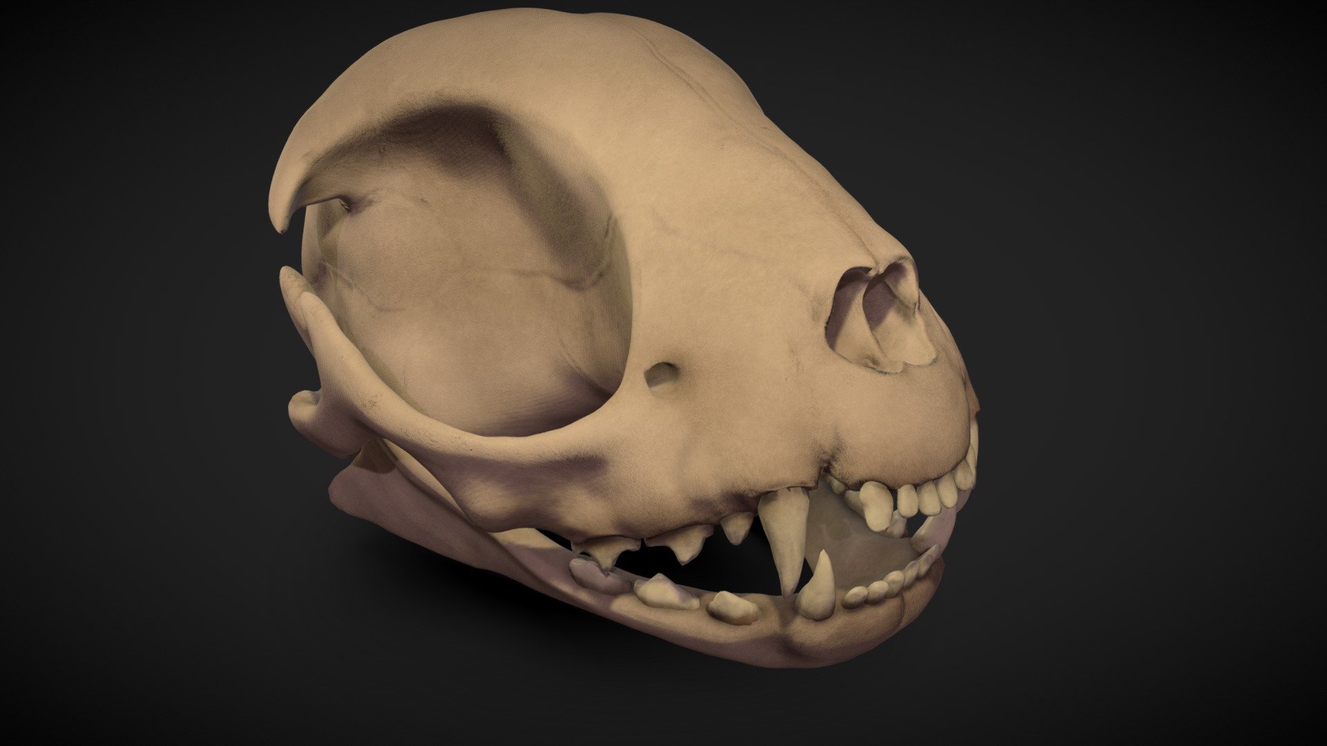3D Cat Skull 4k - Download Free 3D model by Narayana_Reis [153c760 ...