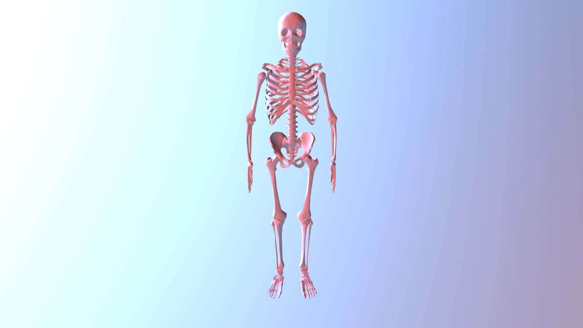 Human Skeleton - 3D model by KhaledAbdelrazeq [153d92e] - Sketchfab